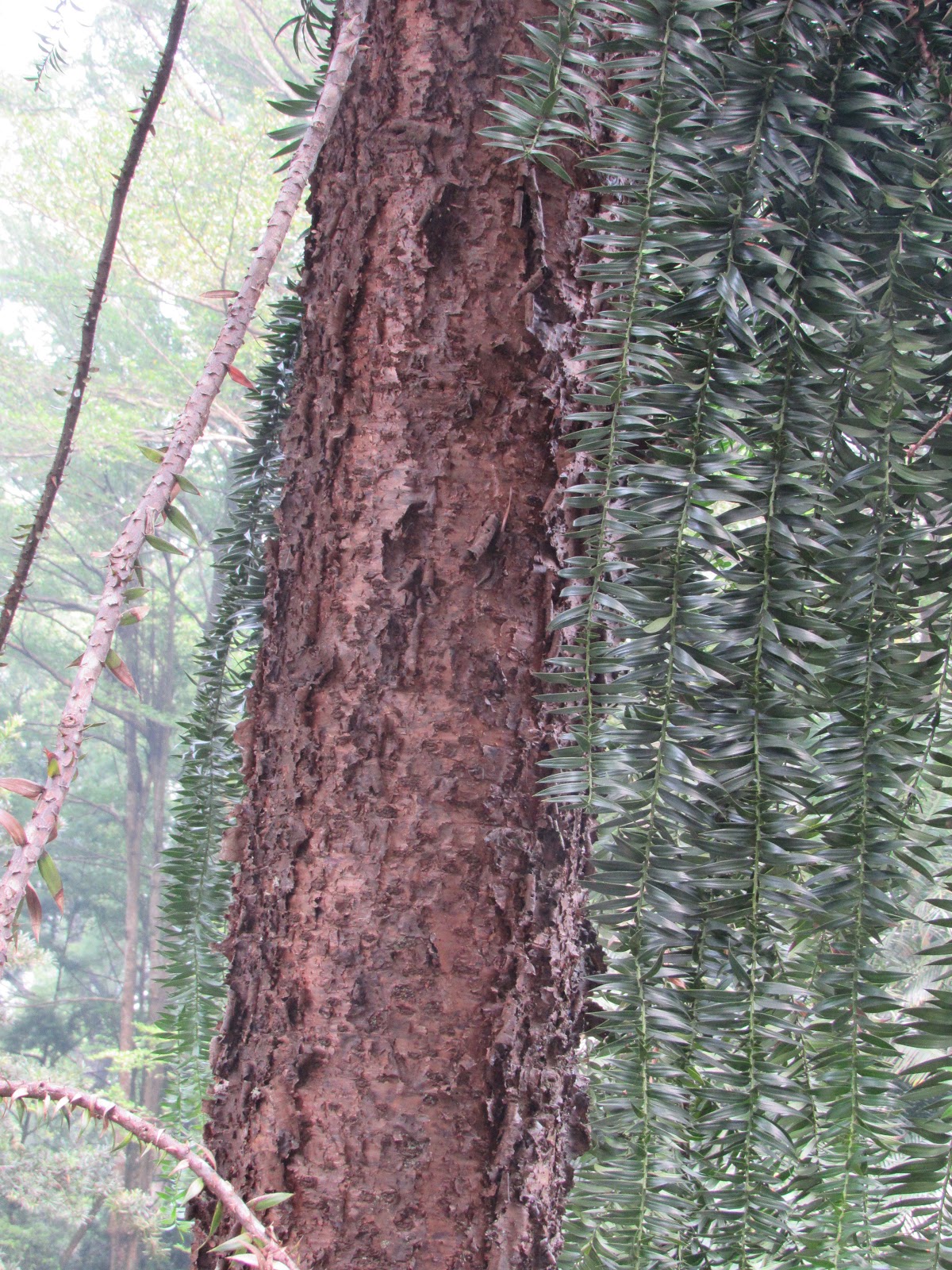 Plants found in Singapore: Araucaria hunsteinii