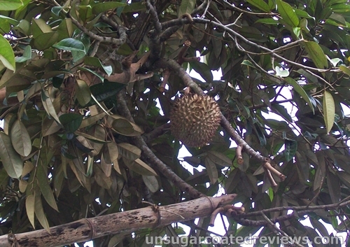 Davao City Series: Partoza Durian Farms | Unsugarcoated Reviews