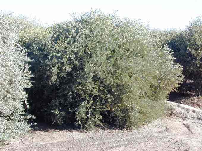 BEAUTIFUL YOU: Wholly Jojoba