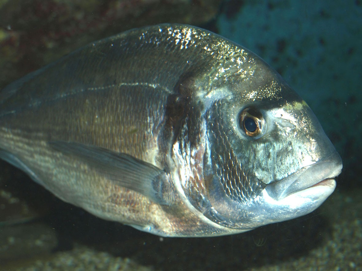 Pêche et Pêche: La dorade royale (Sparus aurata)
