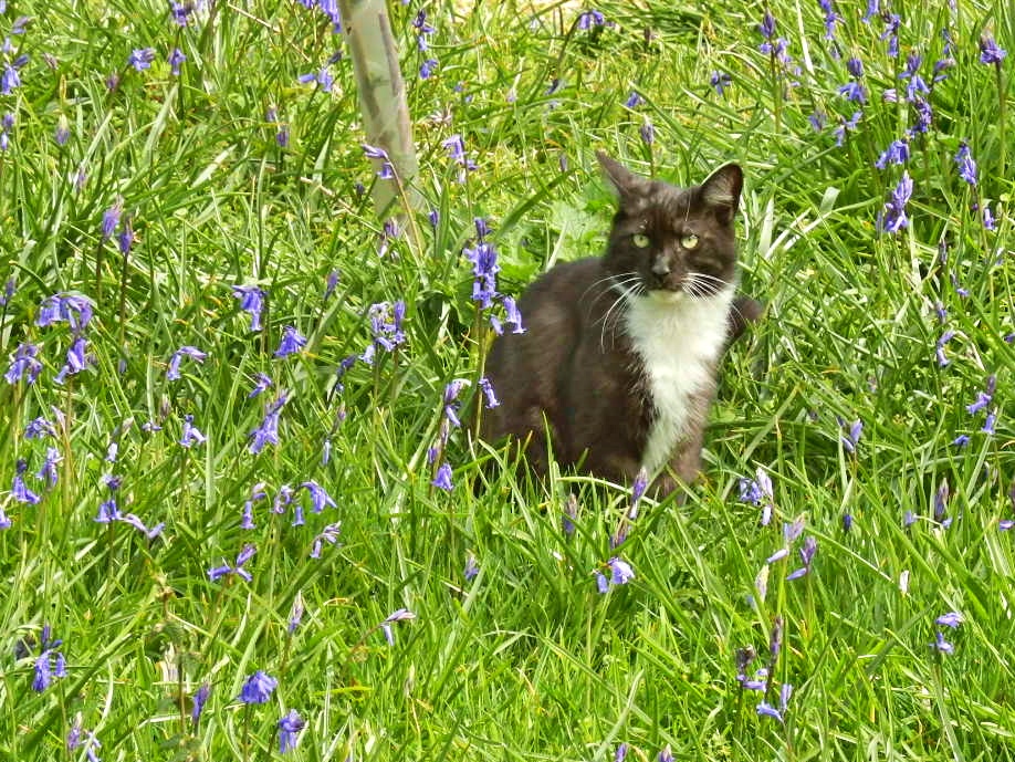 Mike's Cornwall: Flowers, Animals and Pebbles in Cornwall