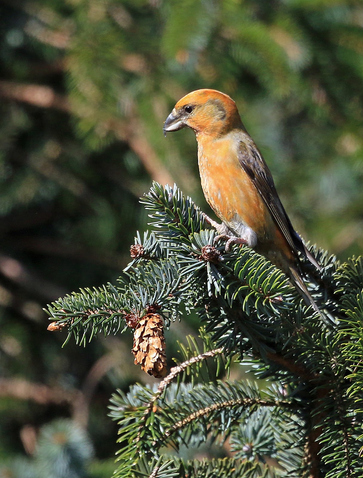 MONTGOMERYSHIRE BIRDS: Crossbills