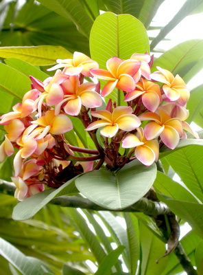 BUNGA KAMBOJA, BUNGA TROPIS YANG EKSOTIS