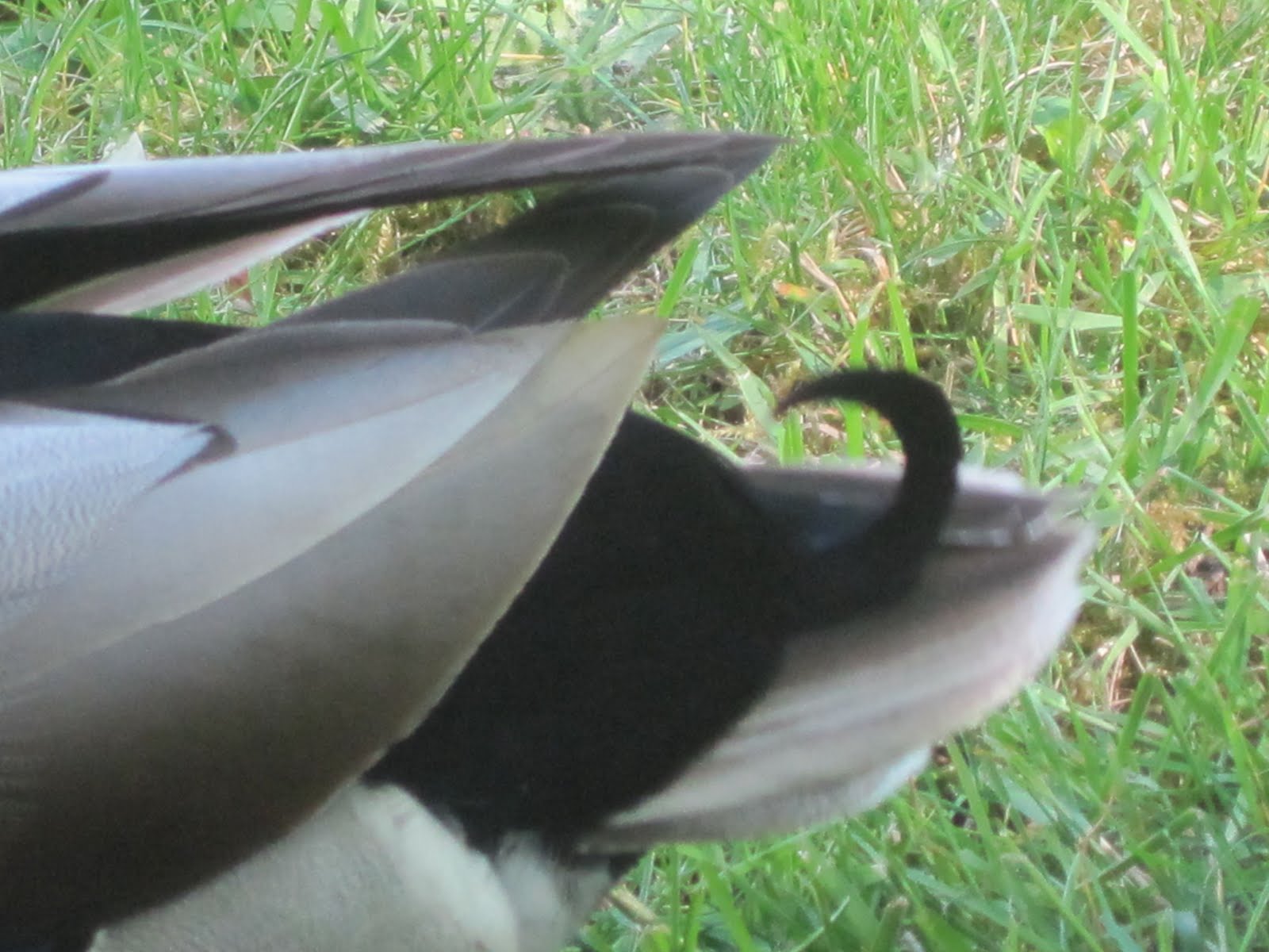 Scene Through My Eyes: Mallards - this one is for you, Bert!