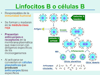 Inmunoligia01: Linfocitos B(equipo1)
