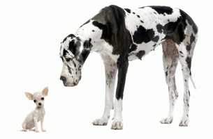 Bark & Clark: Small Dogs vs. Large Dogs