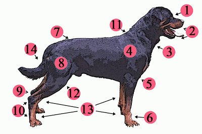 The Dog's Biscuit: The correct names for the different anatomical parts ...