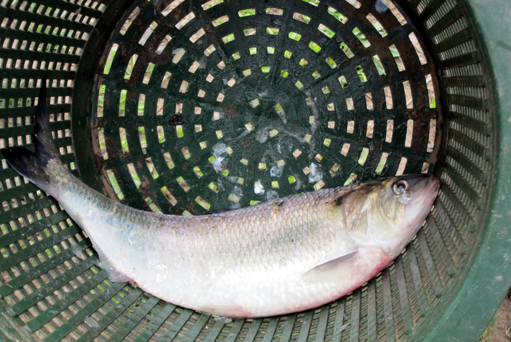 Endangered New Jersey: The American Shad Spawning Run on the Delaware River