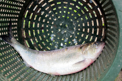 Endangered New Jersey: The American Shad Spawning Run on the Delaware River