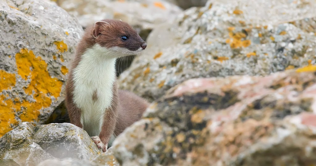 Wildlife Photographic Journals: A Morning with Stoats