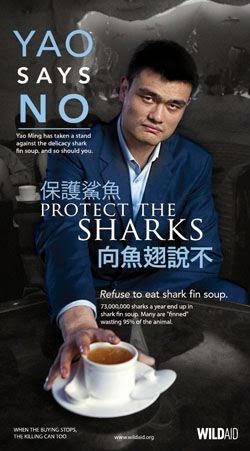 Campaign Week Day #3 : Shark conservation. - Science in the City