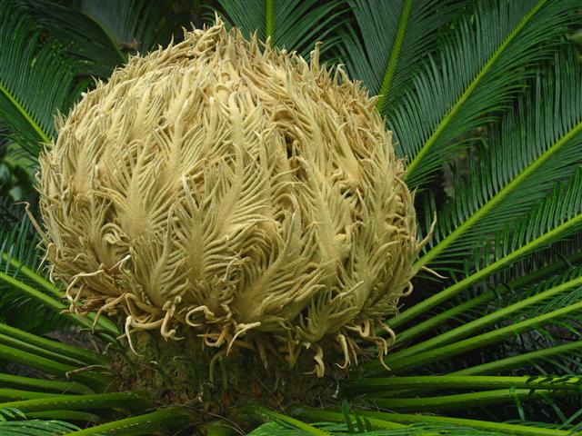 Blake and Deborah in Hawaii: Hilo