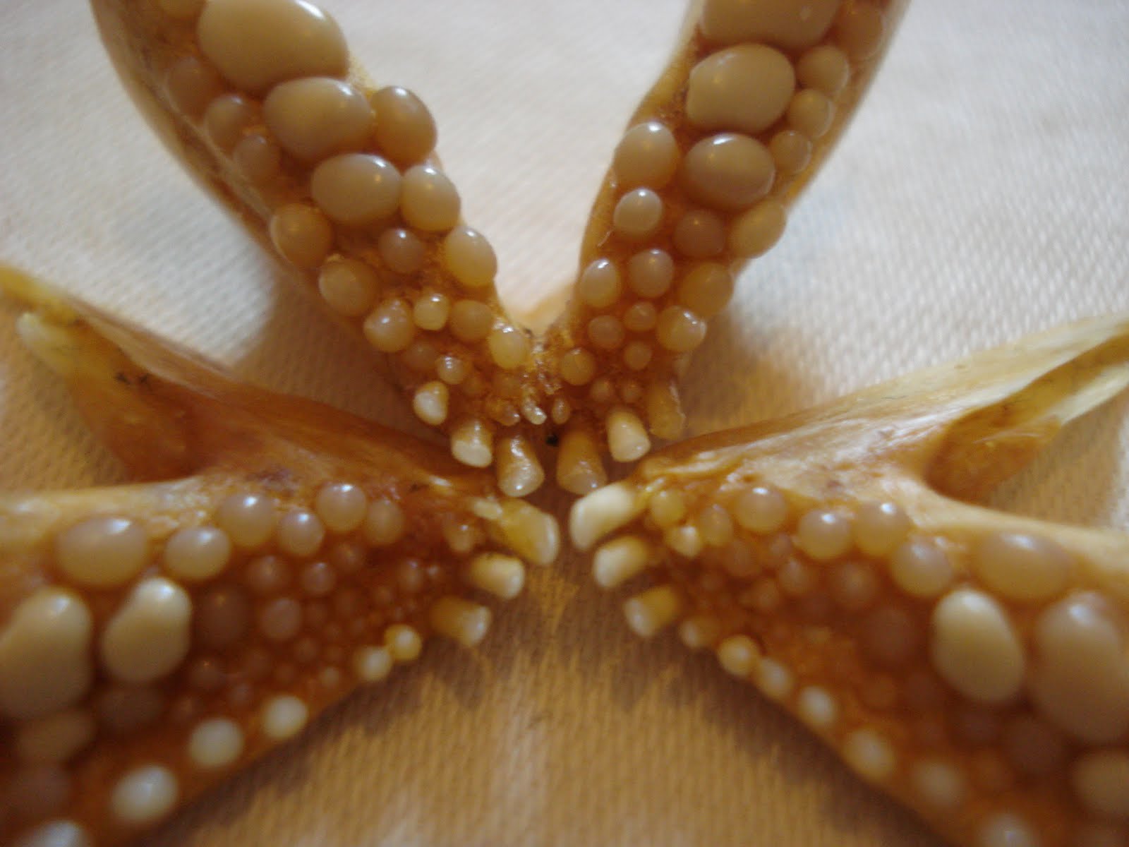 Whiskey Mysticks and Men: fish teeth