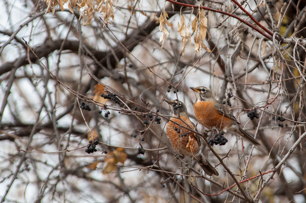 A Tree Falling: Audubon Bird Walk