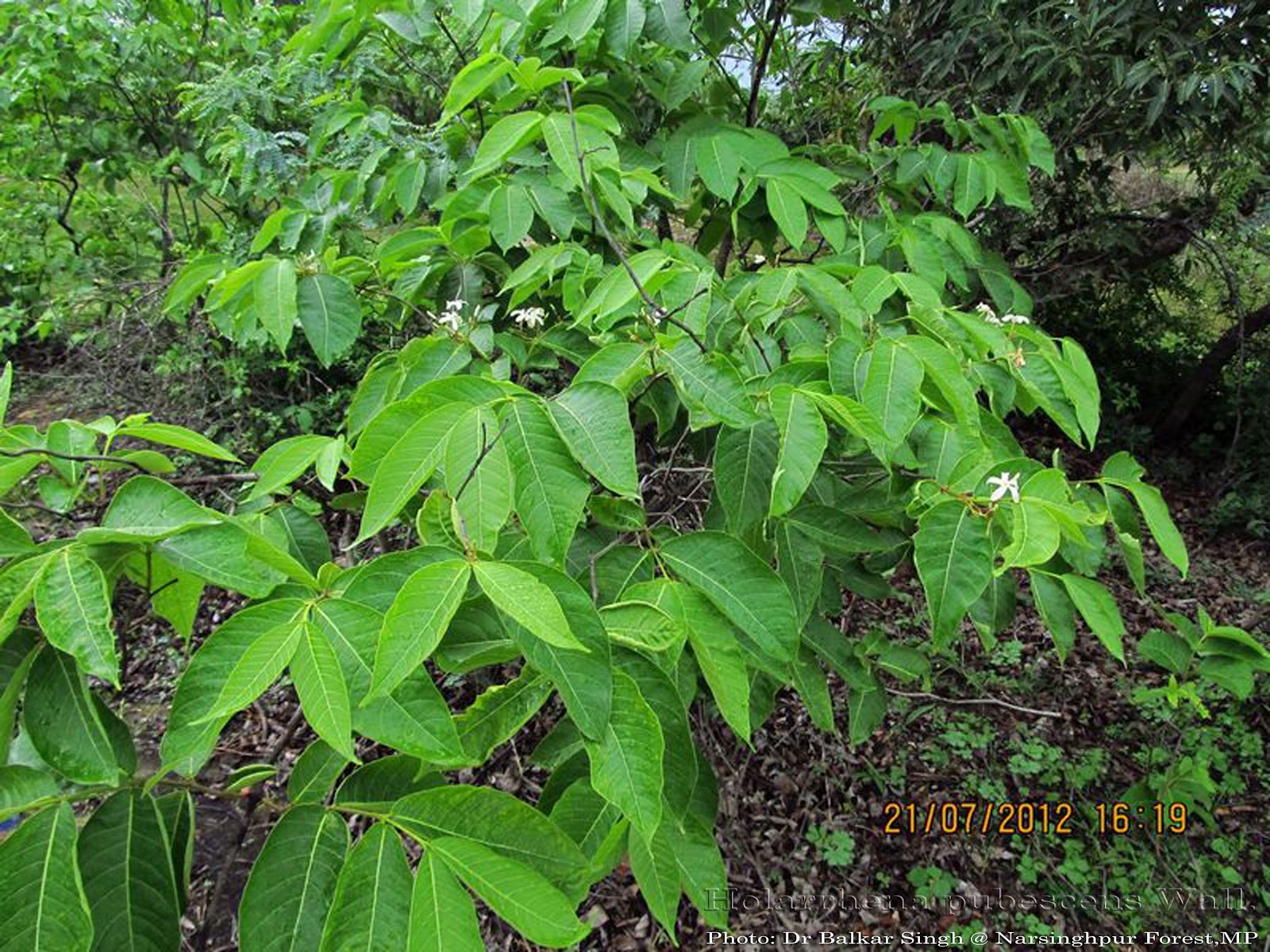 Medicinal Plants: Holarrhena pubescens Holarrhena antidysenterica Kutaja