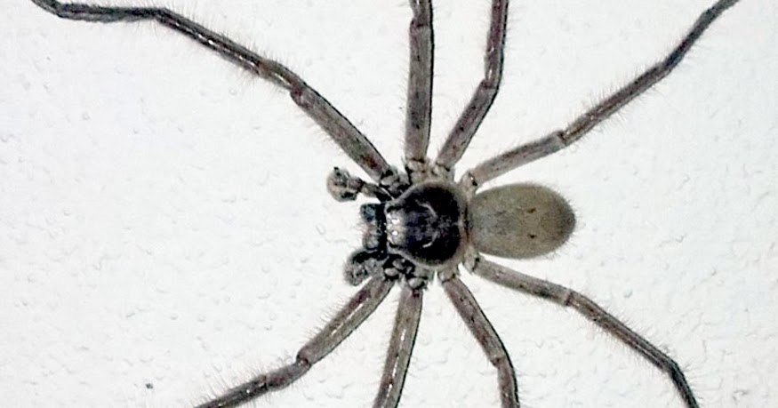 Sydney Exponential: Grey Huntsman