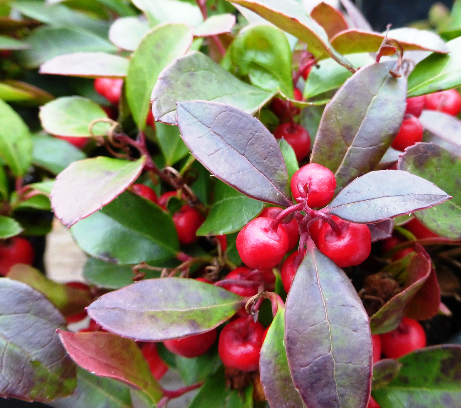 Shoreline Area News: In The Garden Now….. Wintergreen