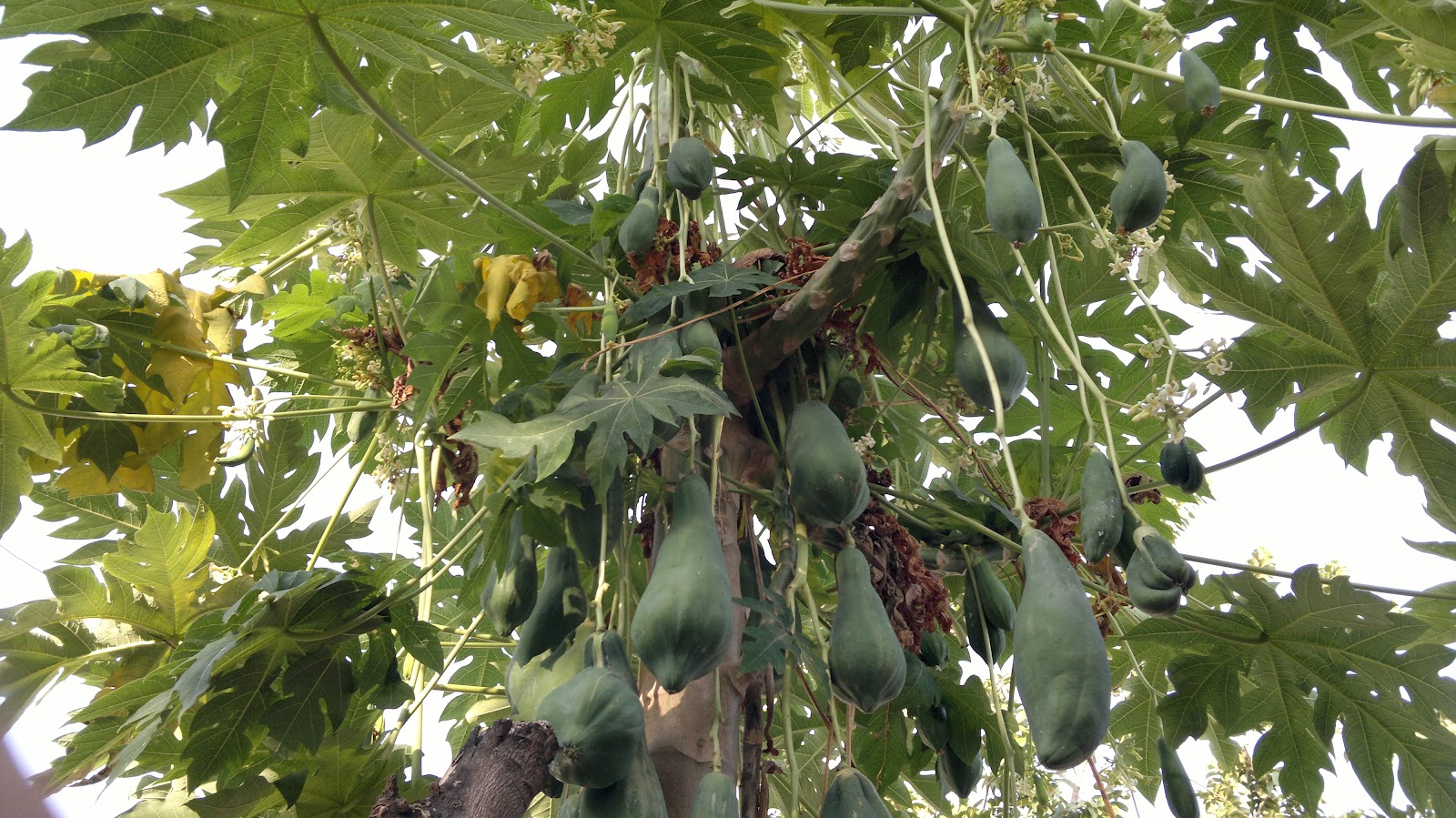 Curiosidades, Diversão e Informação do Maranhão e do Mundo: Mamoeiros ...