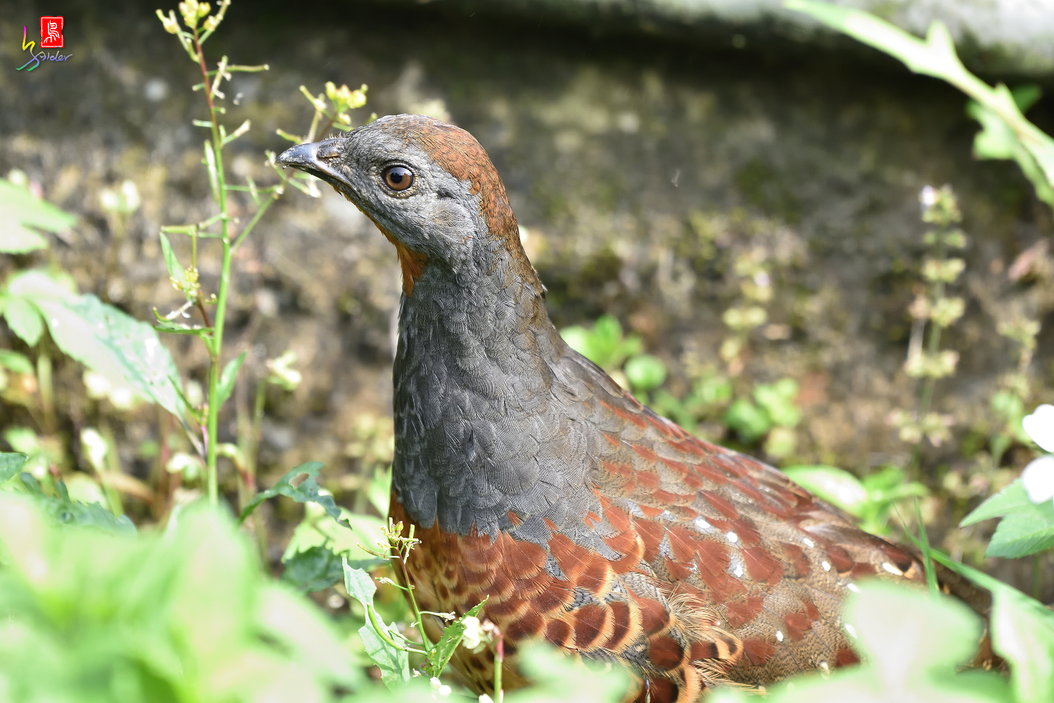 Alder's Bird-watching Notes: 坪林竹雞．Taiwan Bamboo Partridge@Pinling．2020 ...