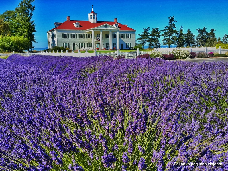 Roteiro pelas fazendas de lavanda de Sequim, em Washington State, nos ...