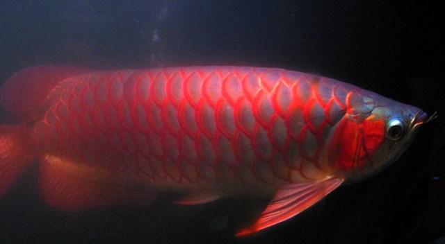 Ảnh cá Rồng Huyết Long | Kỹ thuật nuôi trồng.com