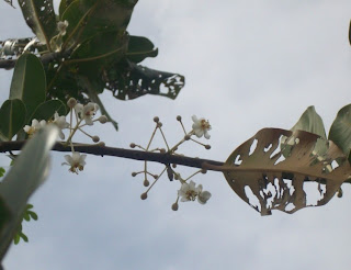 Trees of Kalakshetra | My Travelogue - Indian Travel Blogger, Heritage ...