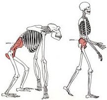 Fisioterapia Quintana: QUADRÚPEDES x BÍPEDES