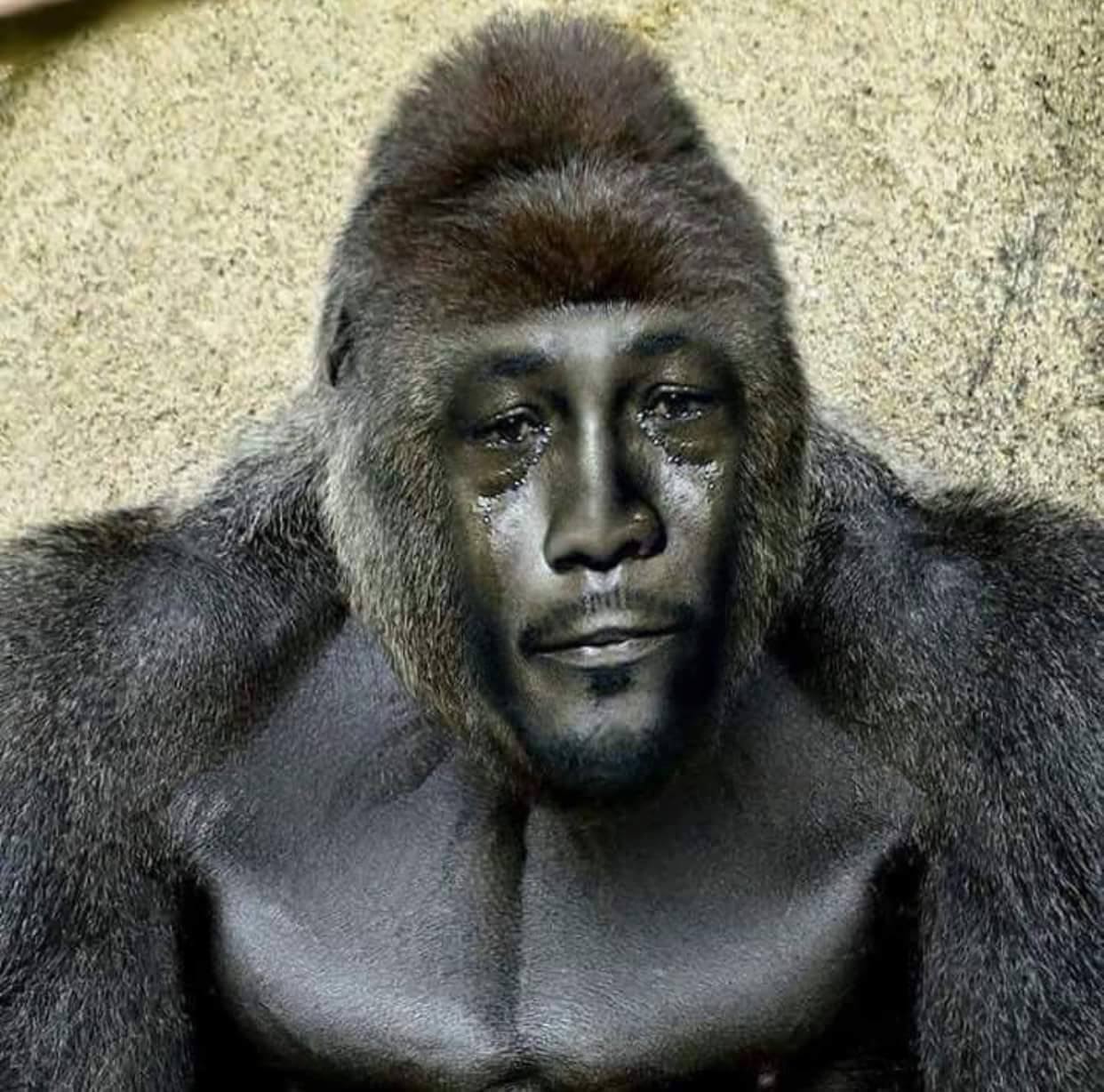 Trending Now: Harambe - A gorilla that has people going apes - PlayTime ...