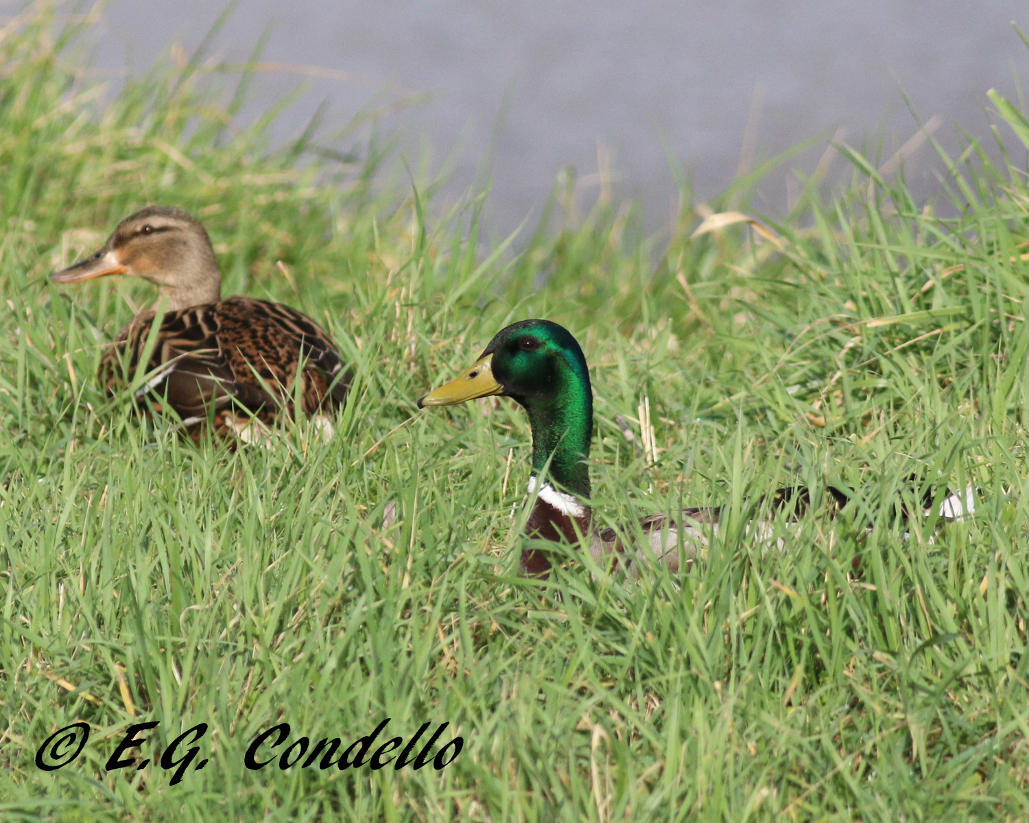 Germano reale (Anas platyrhynchos)