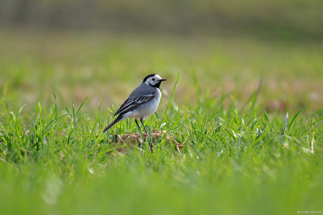 Eestimaa linnud, birds of Estonia: 2016