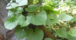 Agritani: BUDIDAYA GEMBILI