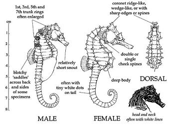 Huntsman Marine Science Centre: Creature Feature: Lined Seahorse