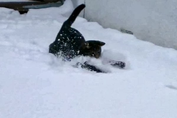 Cat Discovers Snow For The First Time - Snow Addiction - News about ...