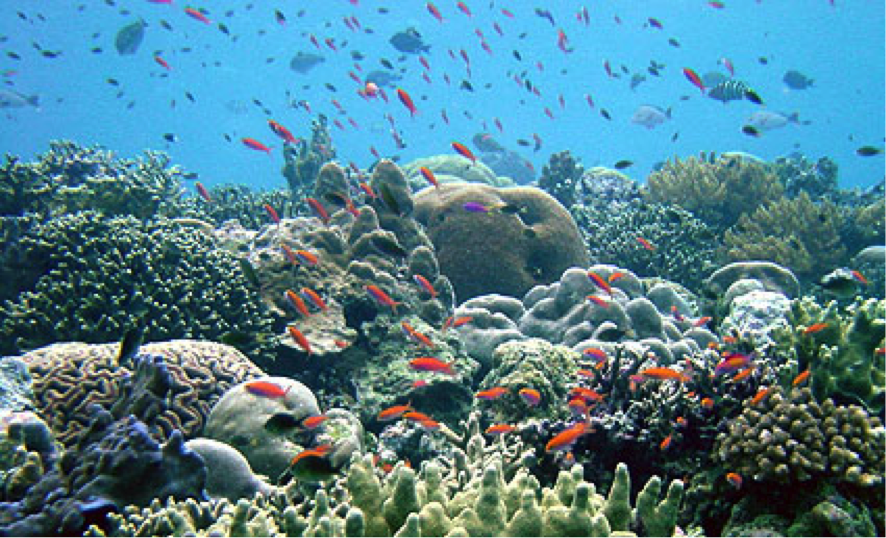 The Coral Reefs of Southeast Asia: The Coral Triangle