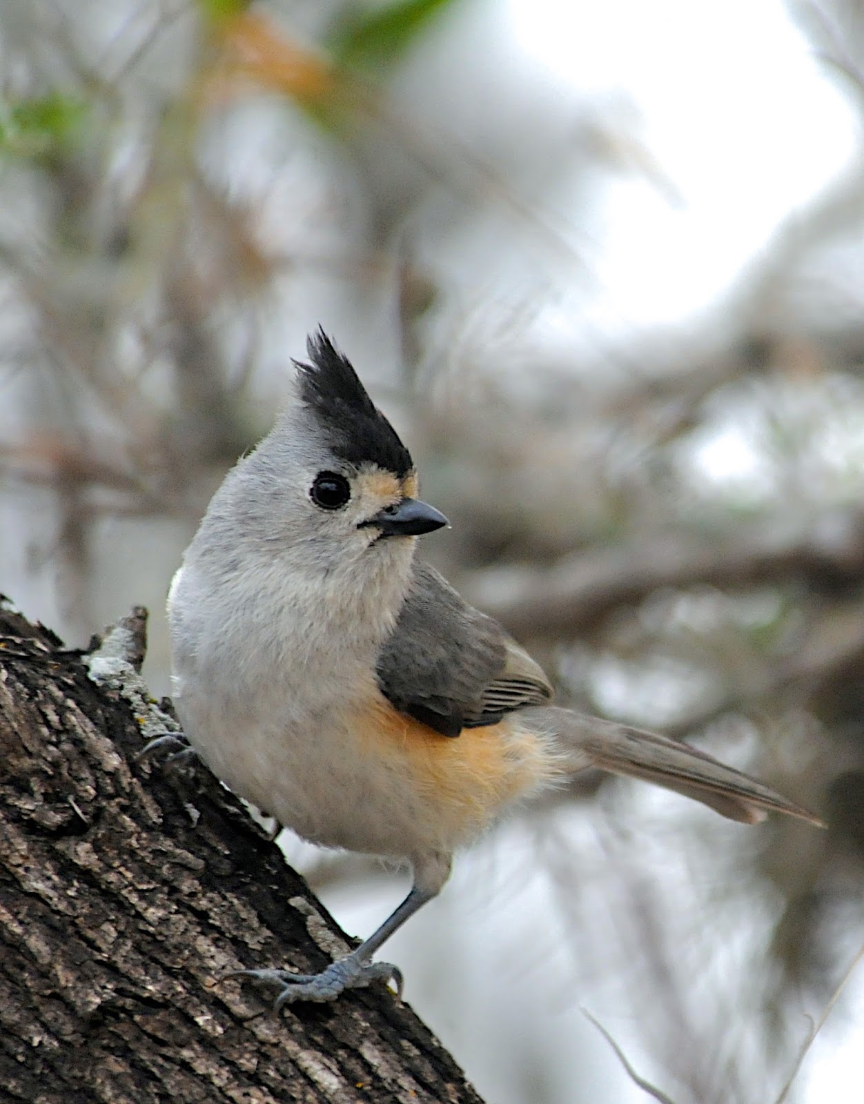 Black-crested Titmouse