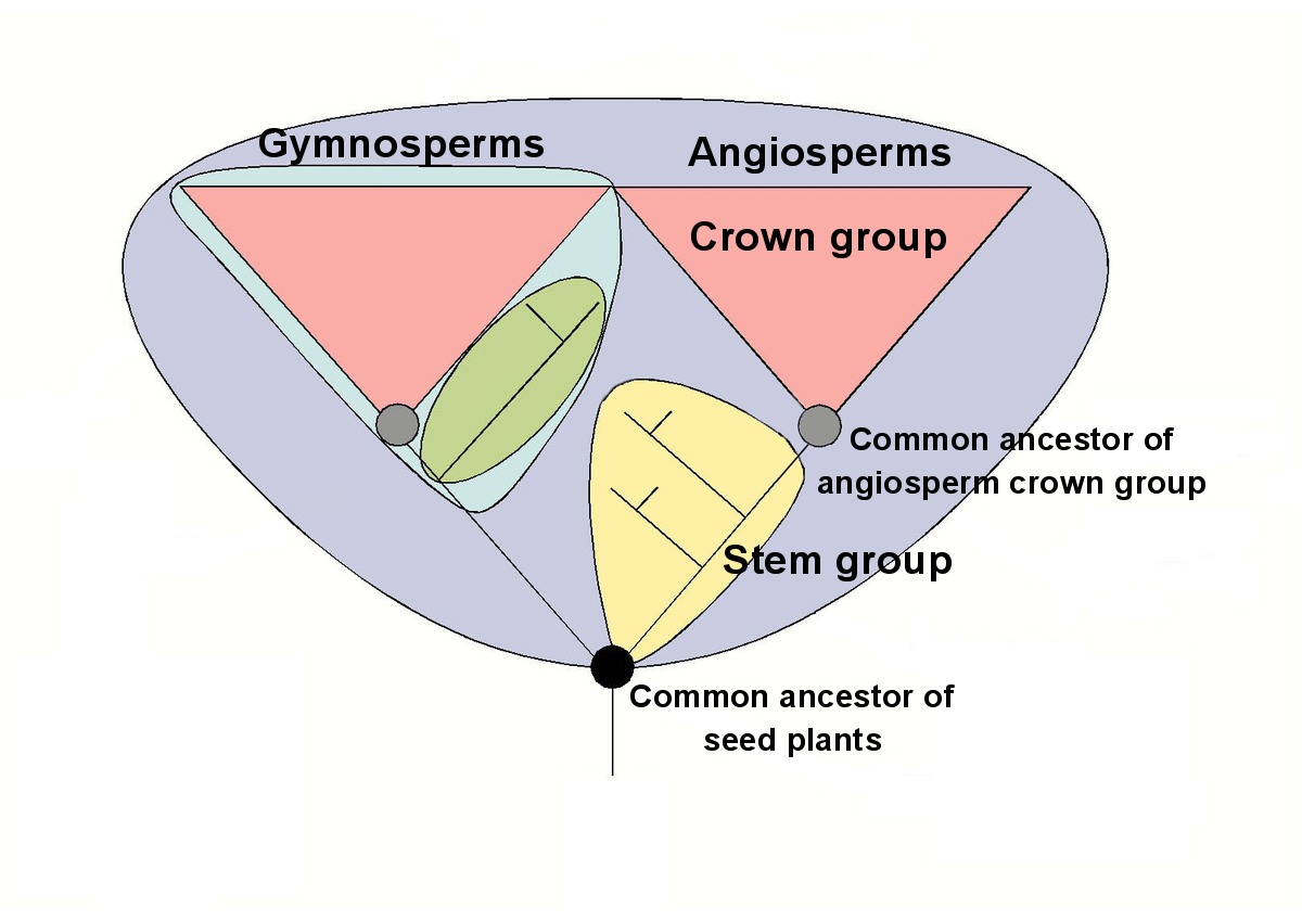Botany Professor: February 2014