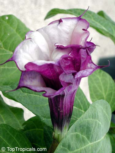 Botanical world: Medicinal Uses of Datura