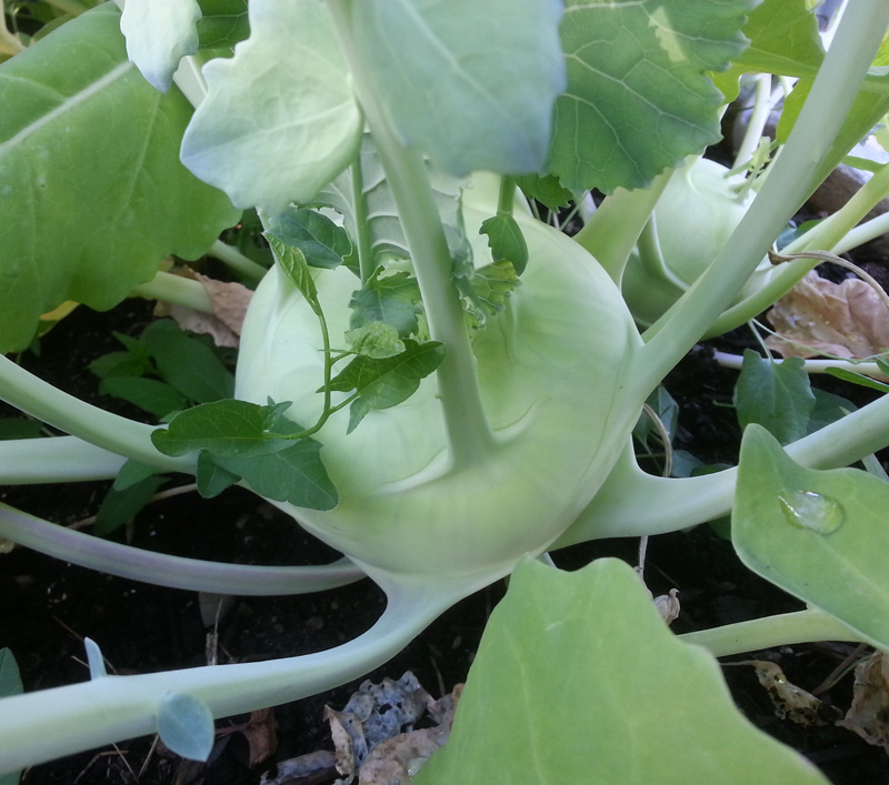 Garden Update - Area #1