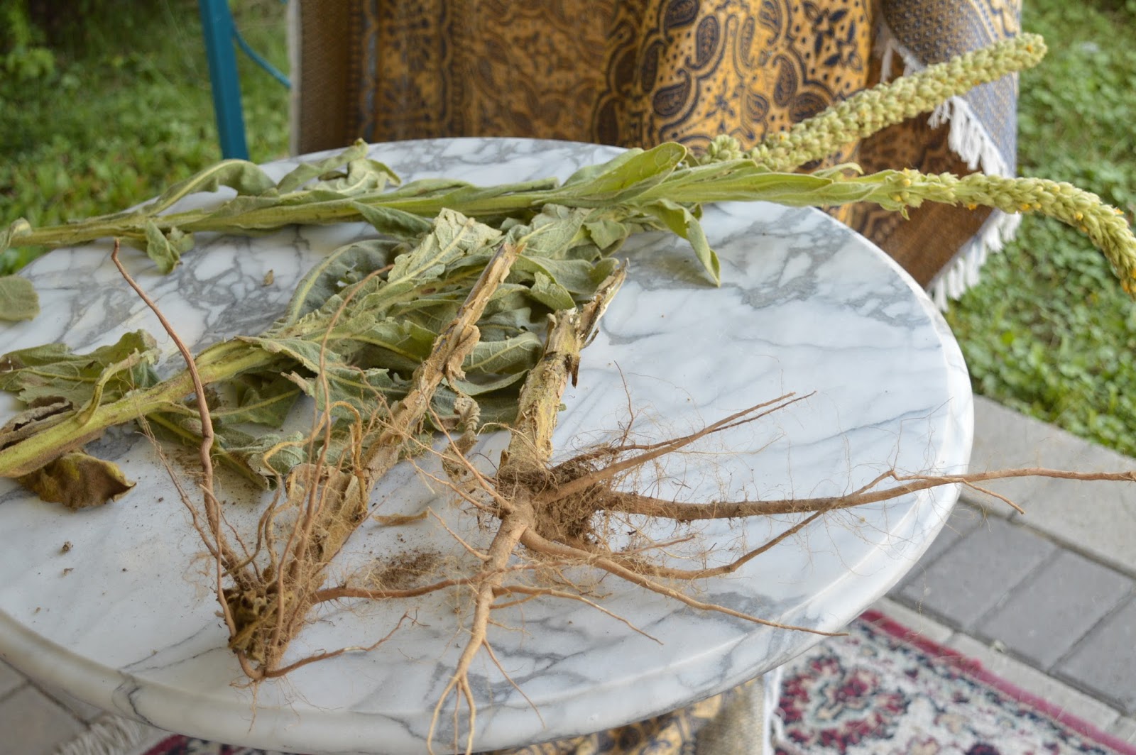 Underground Medicine: Garbling the mullein