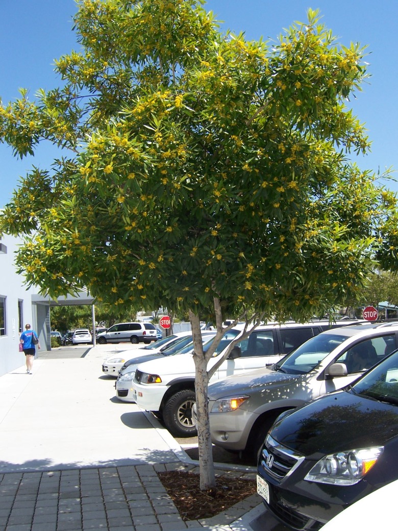 The 2 Minute Gardener: Photo - Sweetshade Tree (Hymensporum flavum)