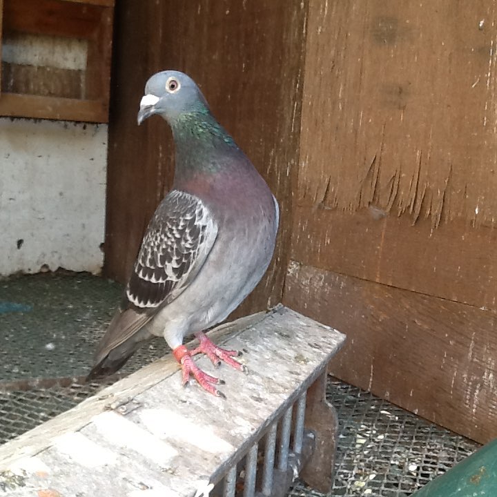 Ping Yung Kalapate Mo Nakawala!!!