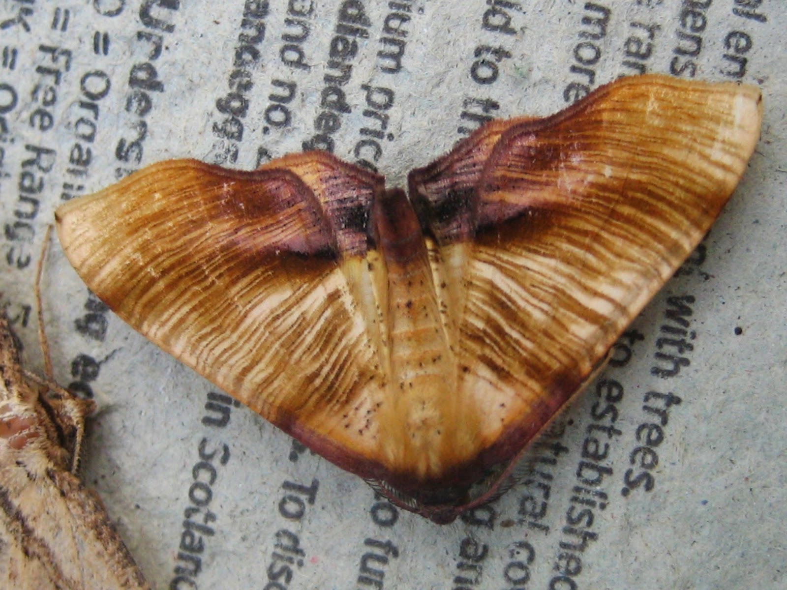 Martin's Moths: Moth jam