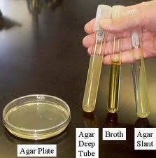 Phases Of Bacterial Growth In A Culture Medium: