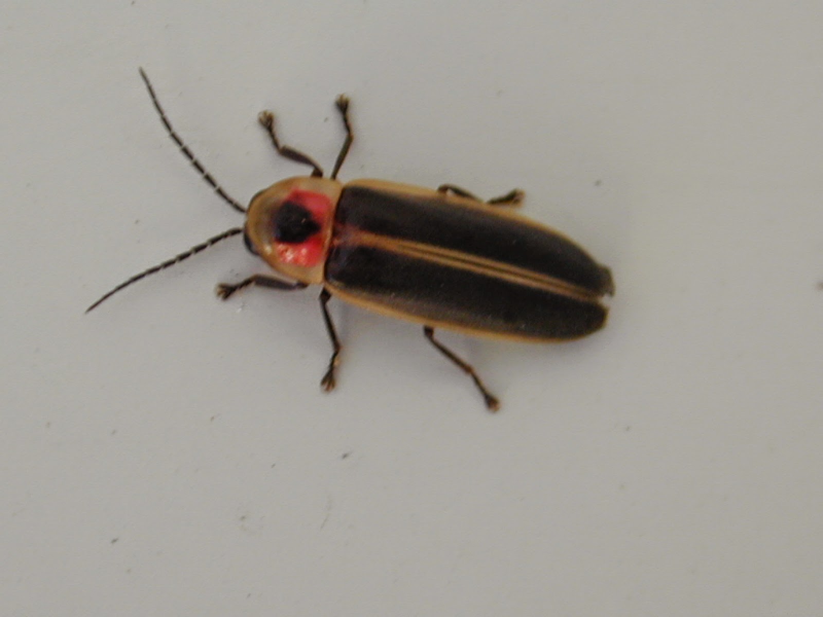 Natural, Scientific and Medical Wonders: 2014