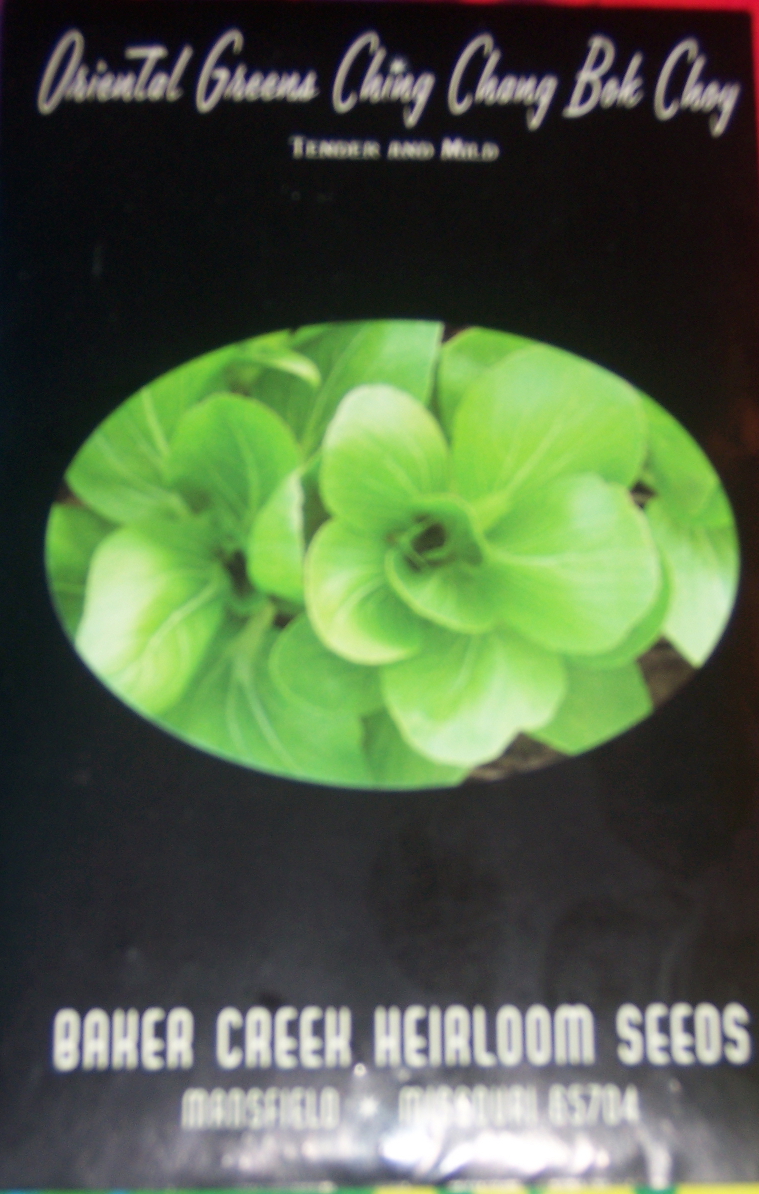 Garden Girl: Ching Chang Bok Choy