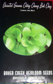 Garden Girl: Ching Chang Bok Choy