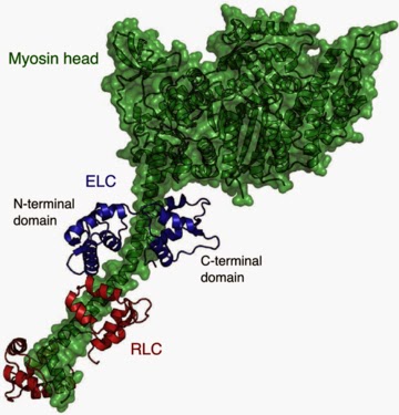 Ciencias de Joseleg: La actina y la miosina