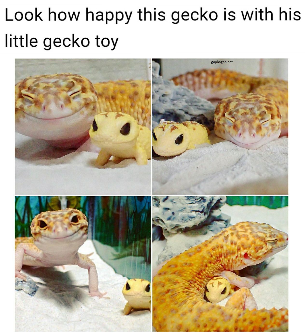 Hilarious Joke About Gecko vs Toy