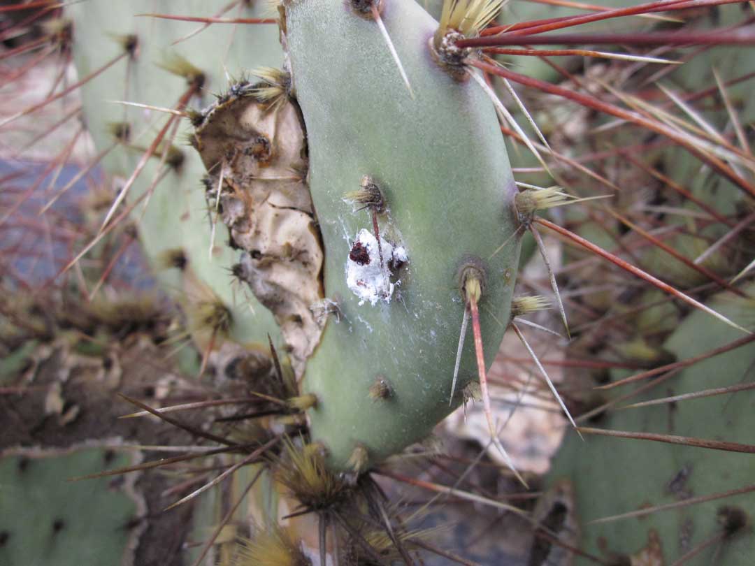 Rebecca Mezoff, Tapestry Artist: Cochineal: there is bug blood in your ...