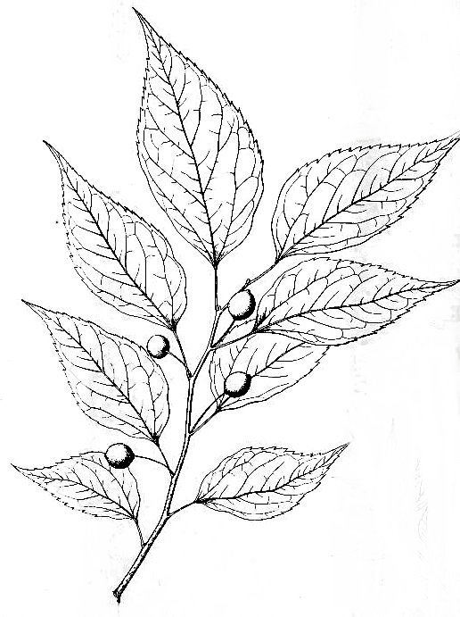 Future Plants by Randy Stewart: The Hackberries & Friends